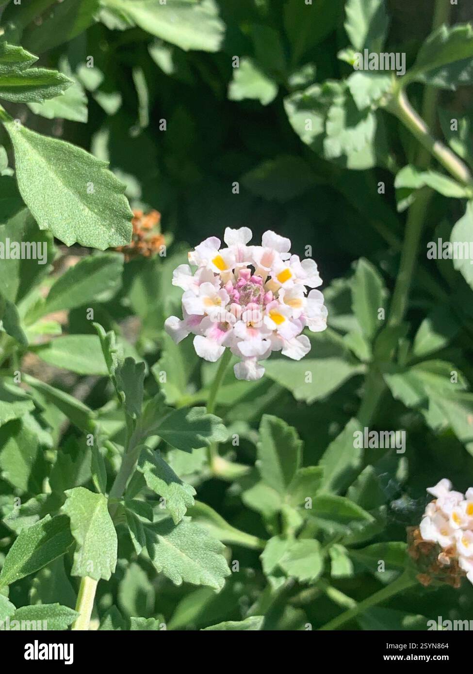 turkey tangle frogfruit (Phyla nodiflora), Plantae, Beale Lake, Beale ...
