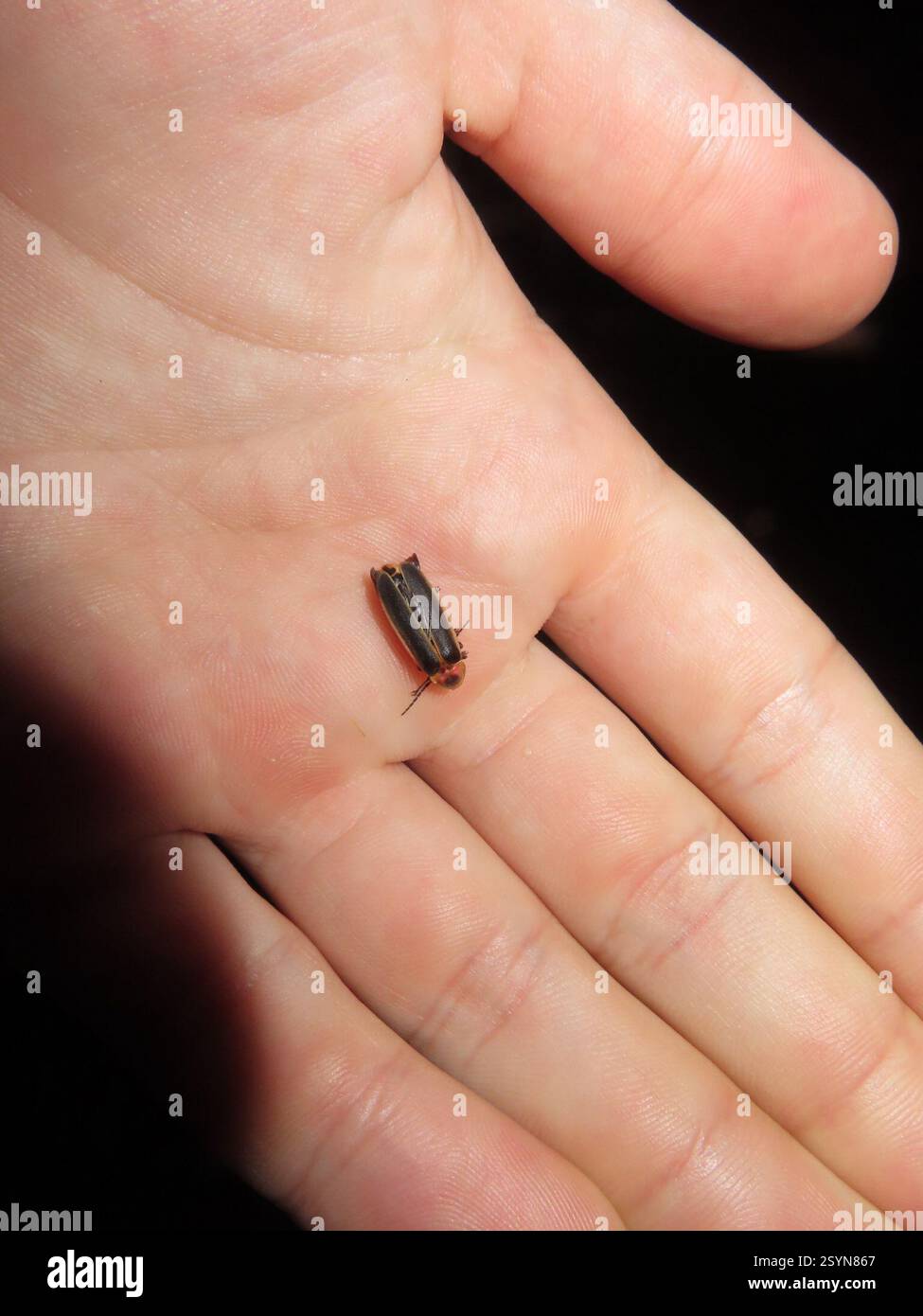 Eastern firefly (photinus pyralis), usa hi-res stock photography and ...