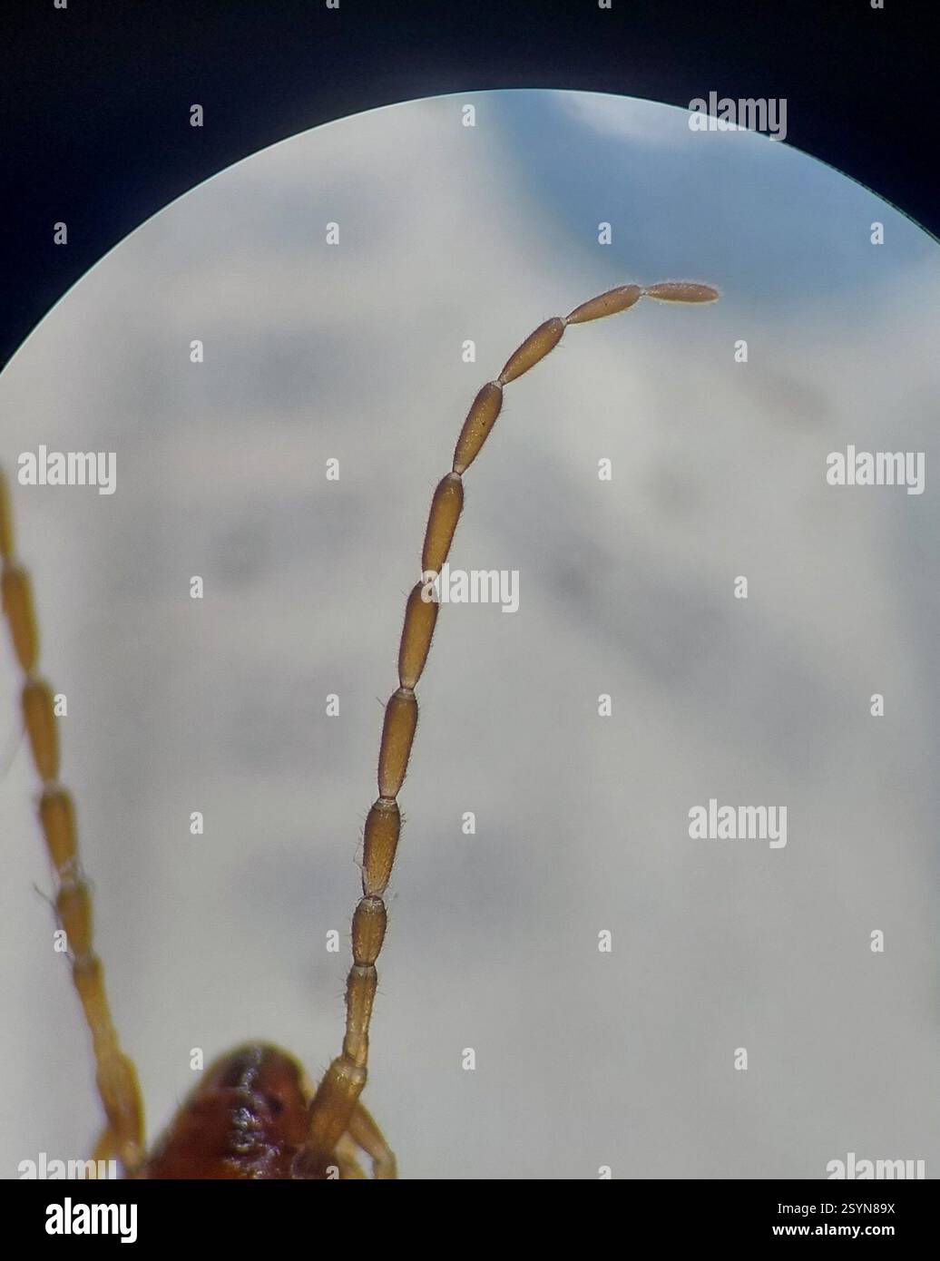 Hop-garden Earwig (Apterygida albipennis), Insecta, Kronberg im Taunus ...