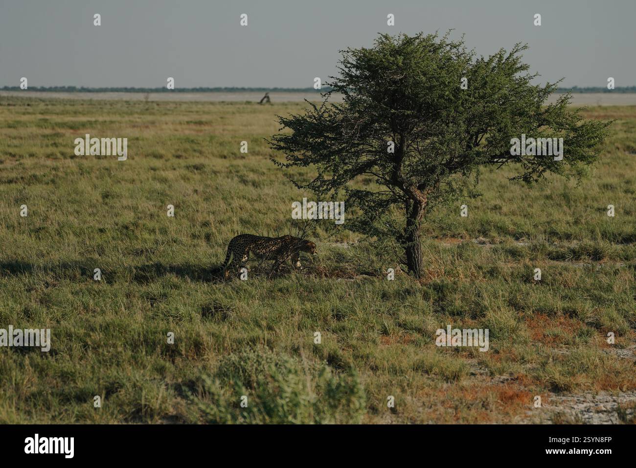 Male leopard under the tree in Etosha national park in Namibia Stock ...