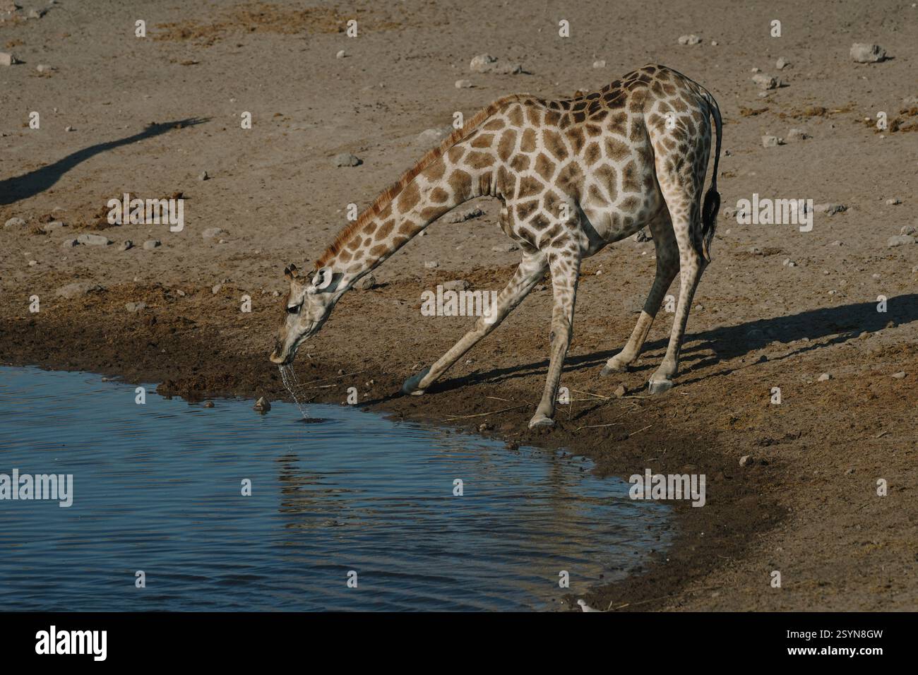 Giraffe bending over and drinking water at a watering hole in a ...