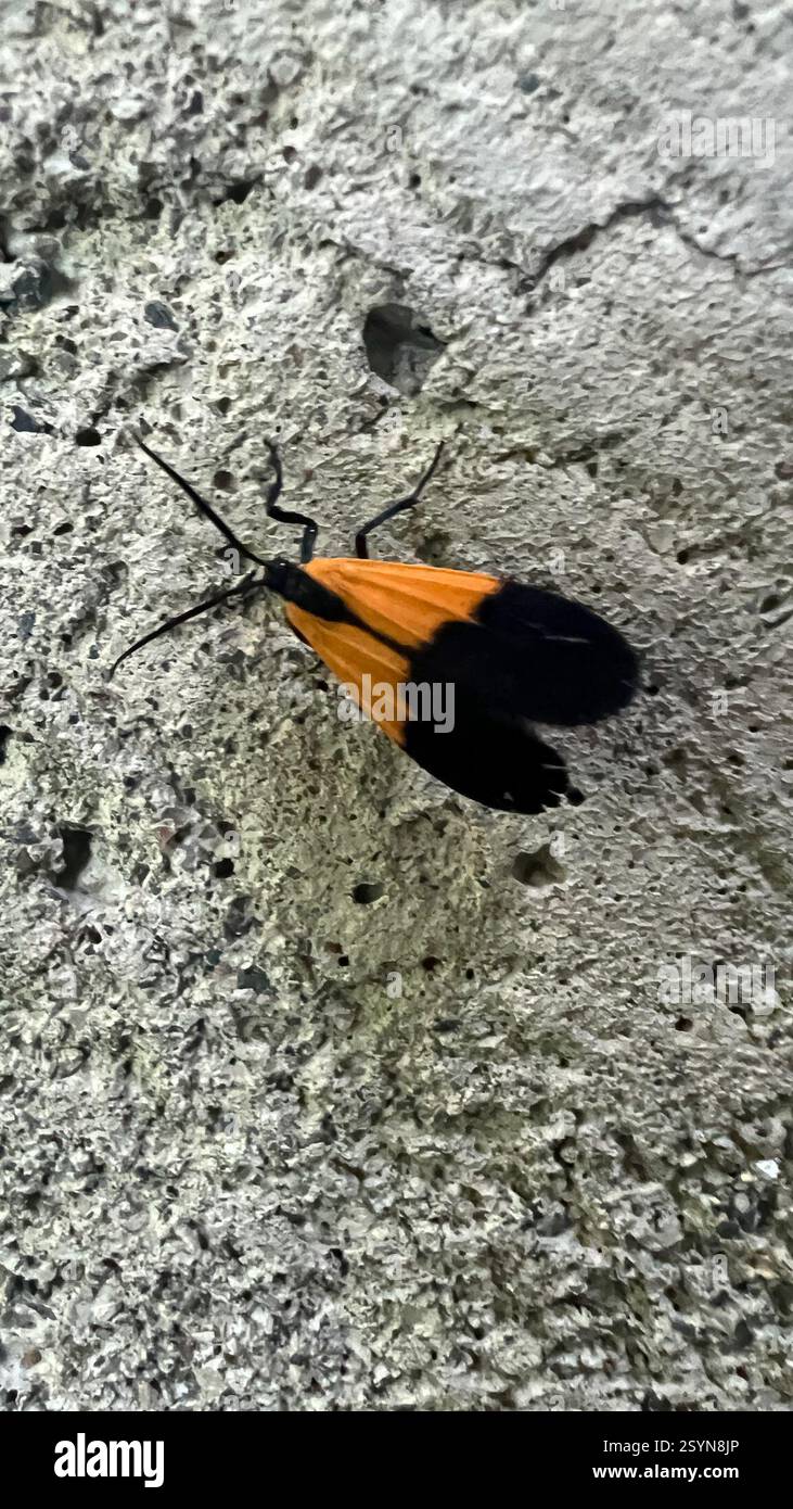 Black-and-yellow Lichen Moth (Lycomorpha pholus), Insecta, Lincoln St, Woodstock, VT, US Stock ...