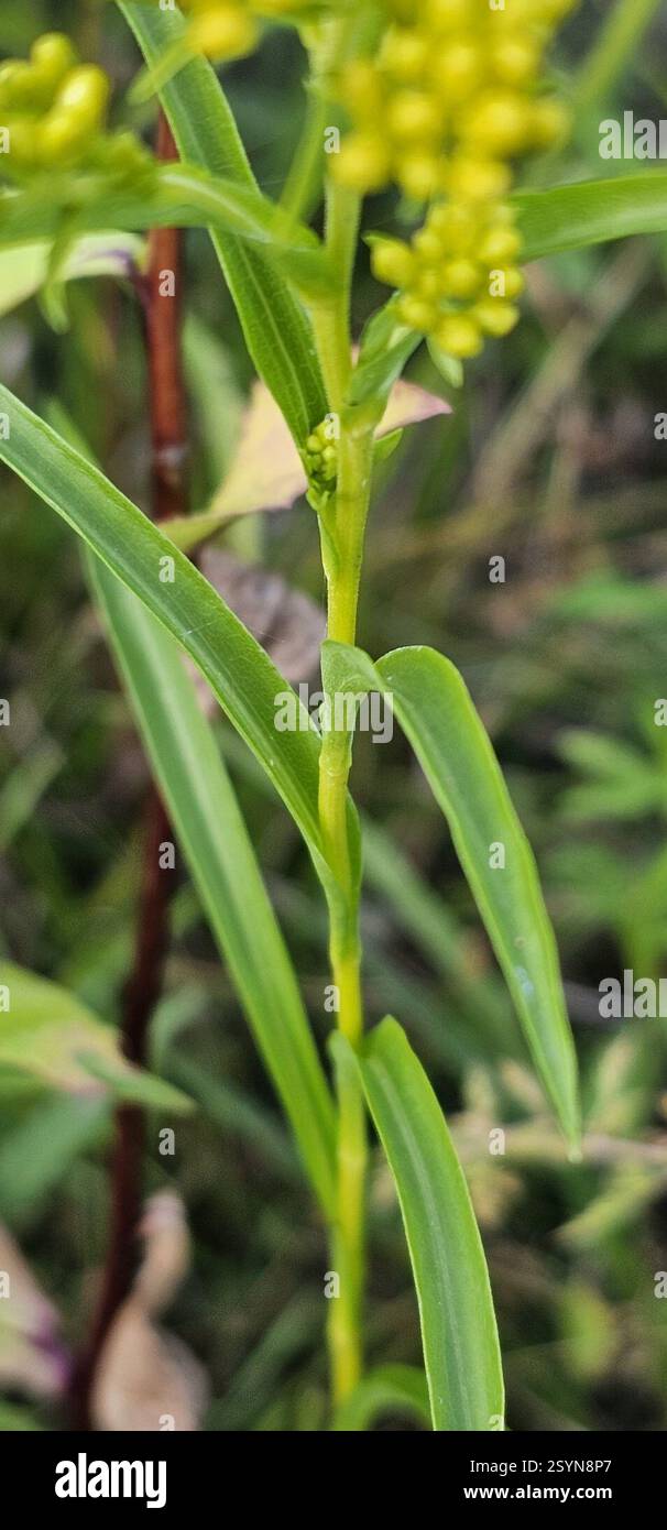 Riddell's goldenrod (Solidago riddellii), Plantae, Dorr Township, IL ...