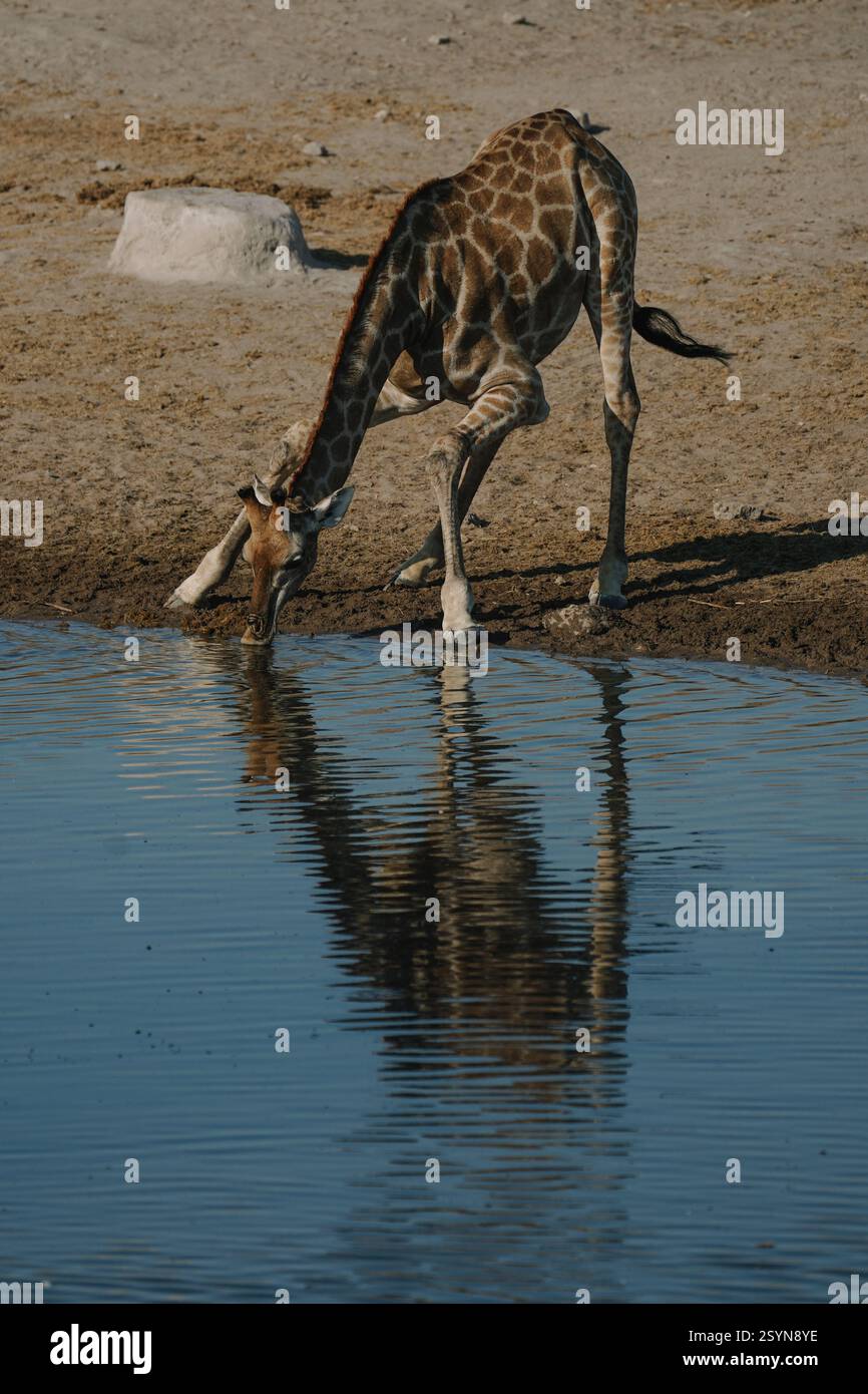 Giraffe bending drinking in hi-res stock photography and images - Alamy