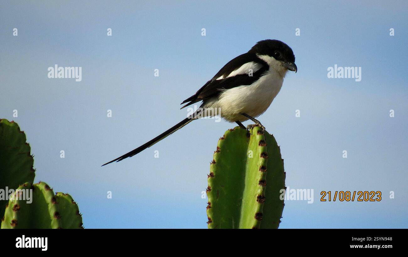 Northern Fiscal (Lanius humeralis), Aves, Кения, Масаи Мара Stock Photo ...