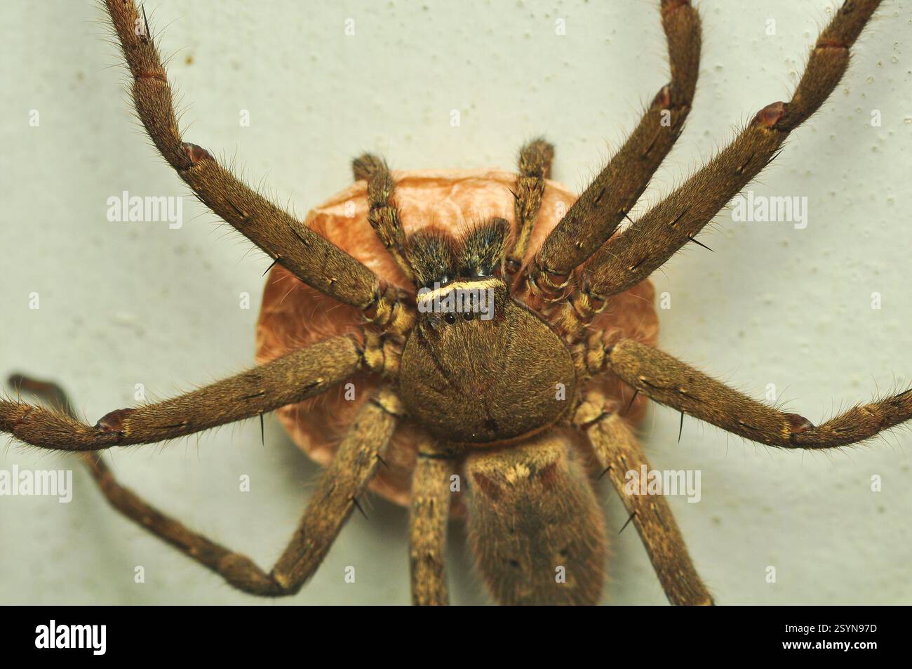 Pantropical Huntsman Spider (Heteropoda venatoria), Arachnida ...
