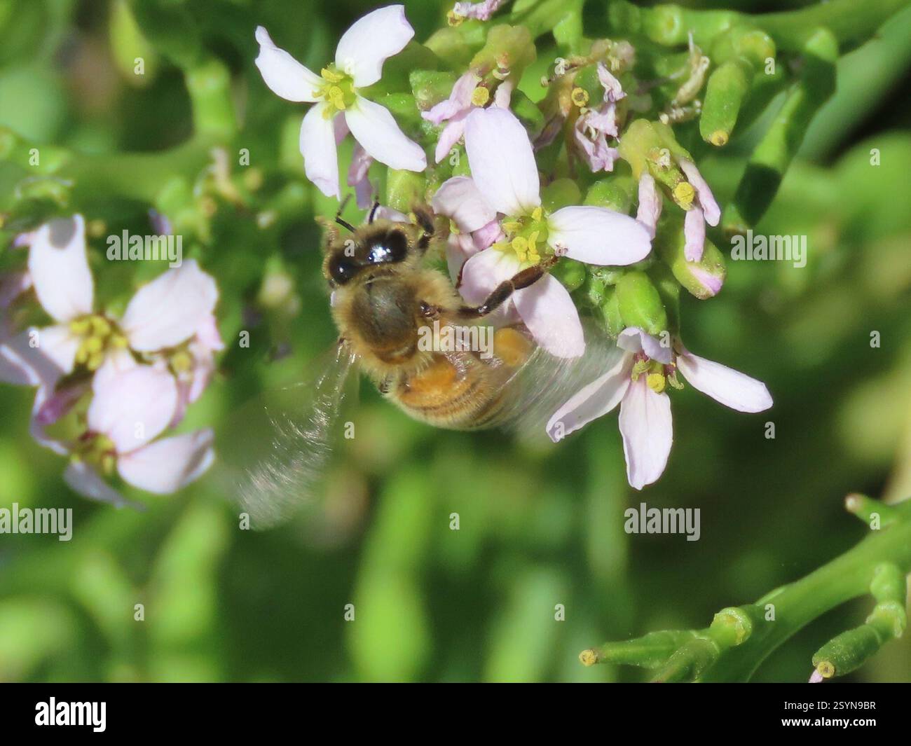 Western Honey Bee (Apis mellifera), Insecta, Capital, BC, Canada Stock ...