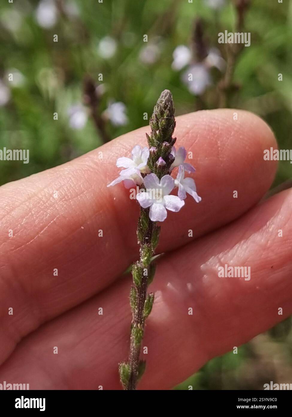 Common vervain (Verbena officinalis), Plantae, Northeim, Deutschland ...