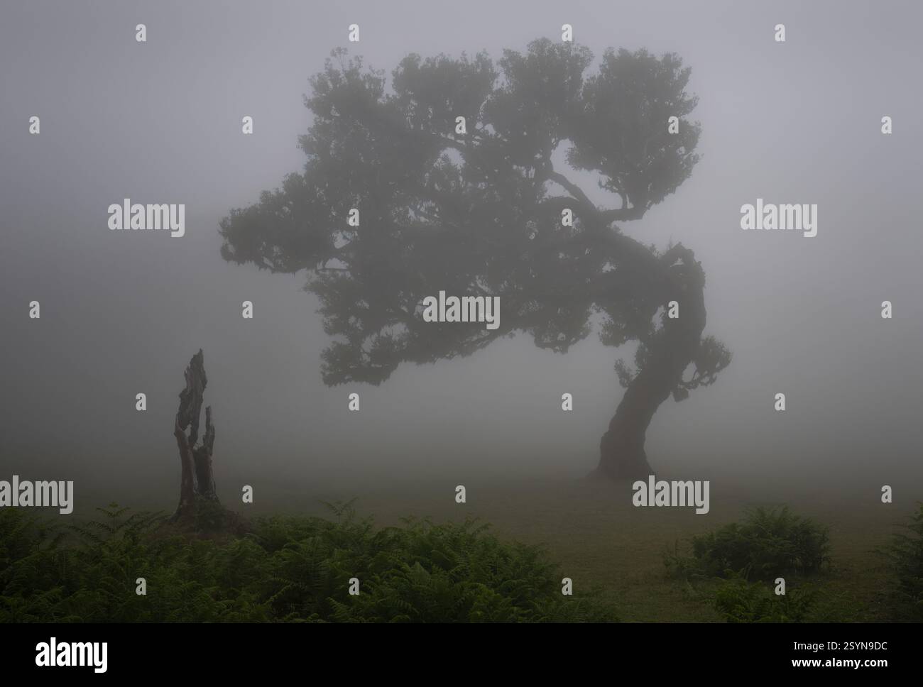 Large ancient laurel tree shrouded in cloud in the forests of Fanal ...