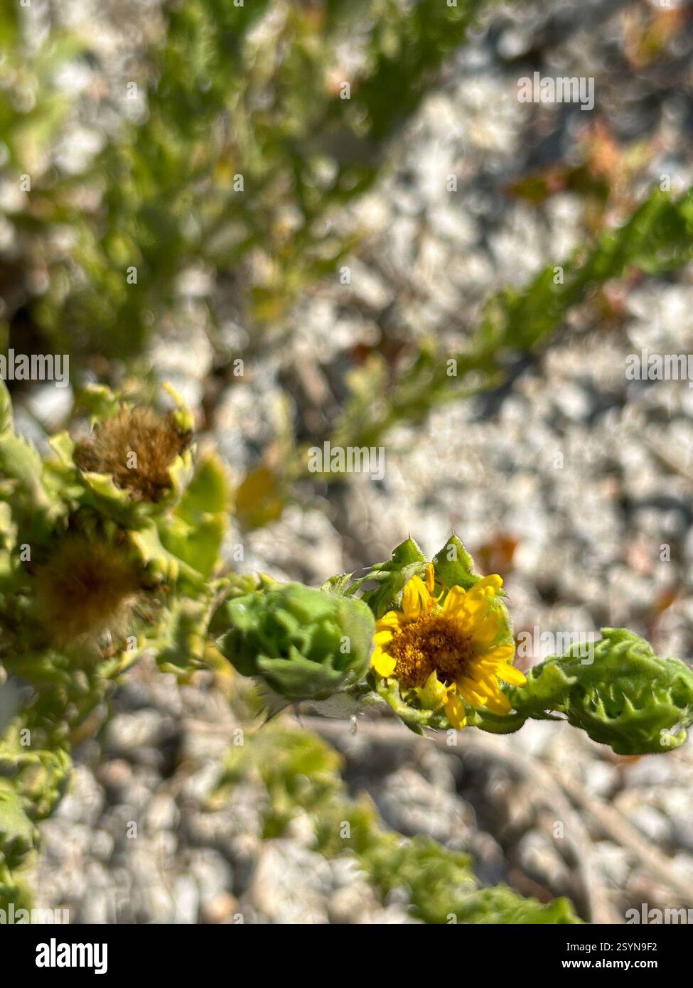 Camphor Daisy (Rayjacksonia phyllocephala), Plantae, Corpus Christi, TX ...