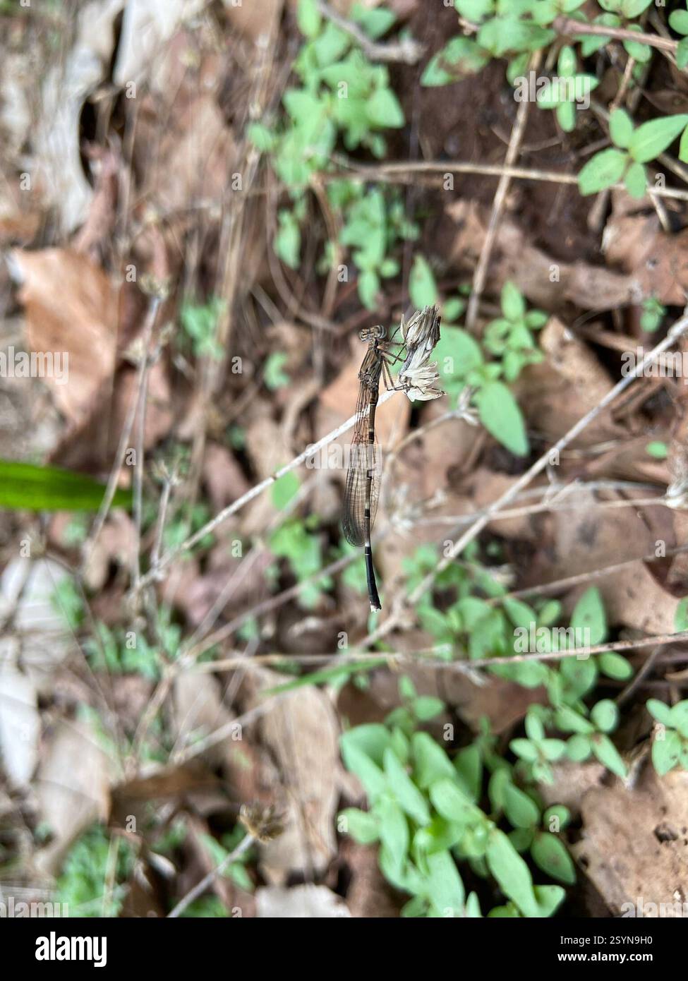 Black-winged Bambootail (Disparoneura quadrimaculata), Insecta, Dolvan ...