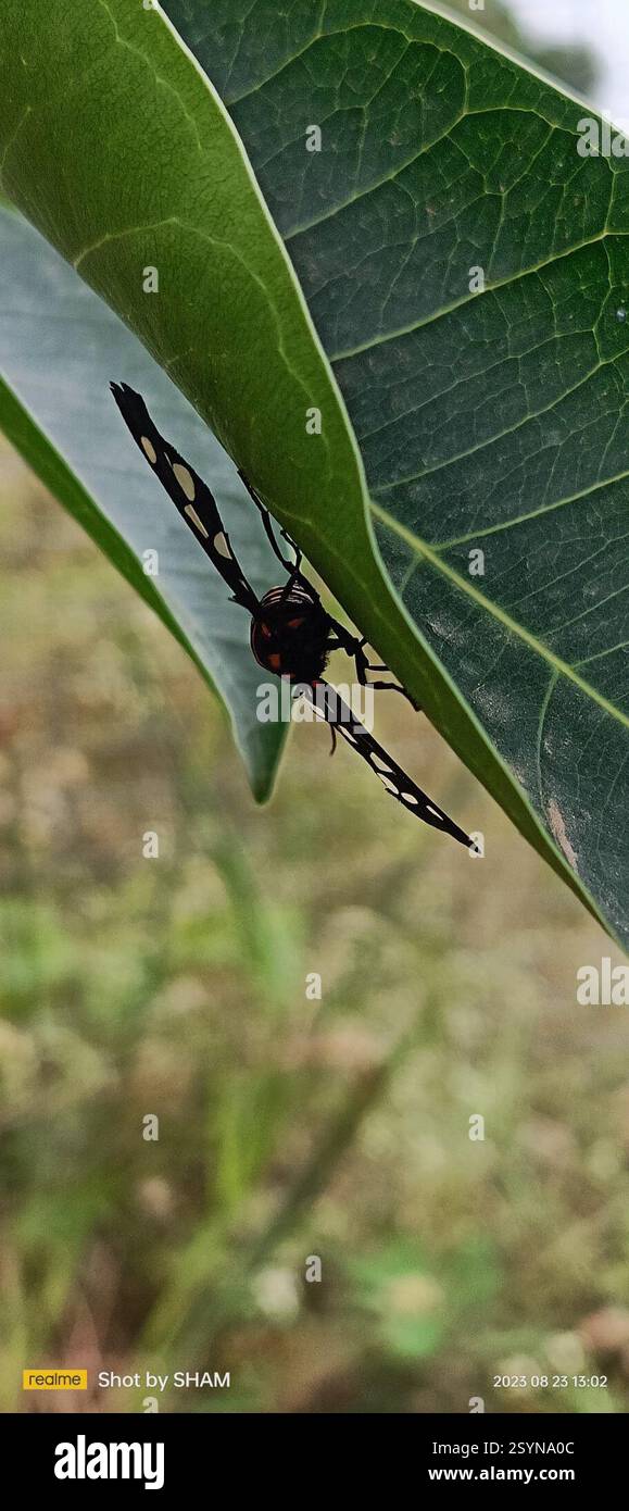 sandalwood defoliator (Amata passalis), Insecta, 5M87+G7Q, Islak ...