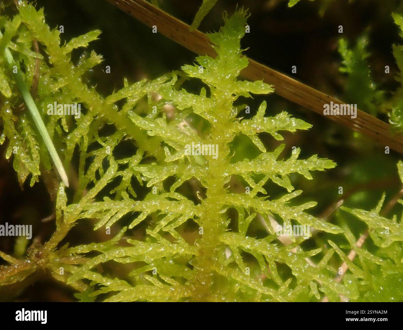Hook-leaved Fern Moss (Thuidium recognitum), Plantae, Adams, MA, USA ...