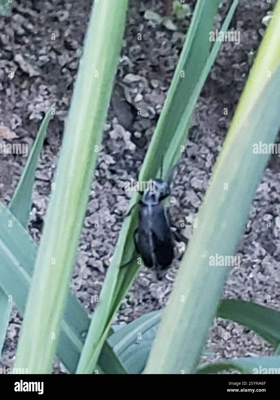 Barnyard Grasses (Echinochloa), Plantae, Lewis Township, IN, USA Stock ...