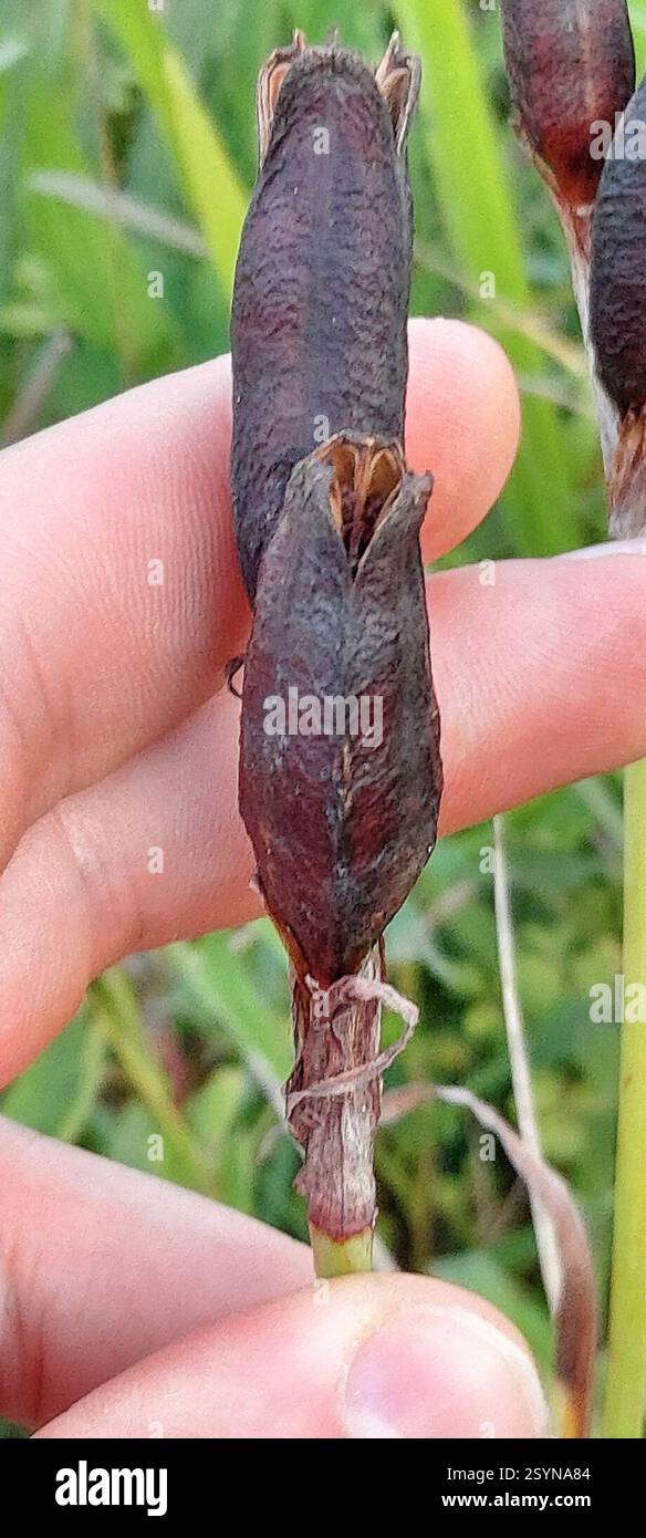 Japanese Iris (Iris sanguinea), Plantae, Prince George's County, US-MD ...