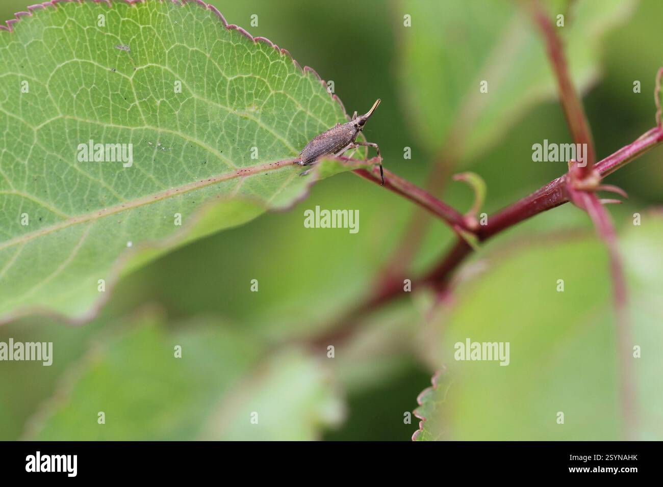 Partridge Planthopper (Scolops sulcipes), Insecta, SE corner of Rt. 30 ...