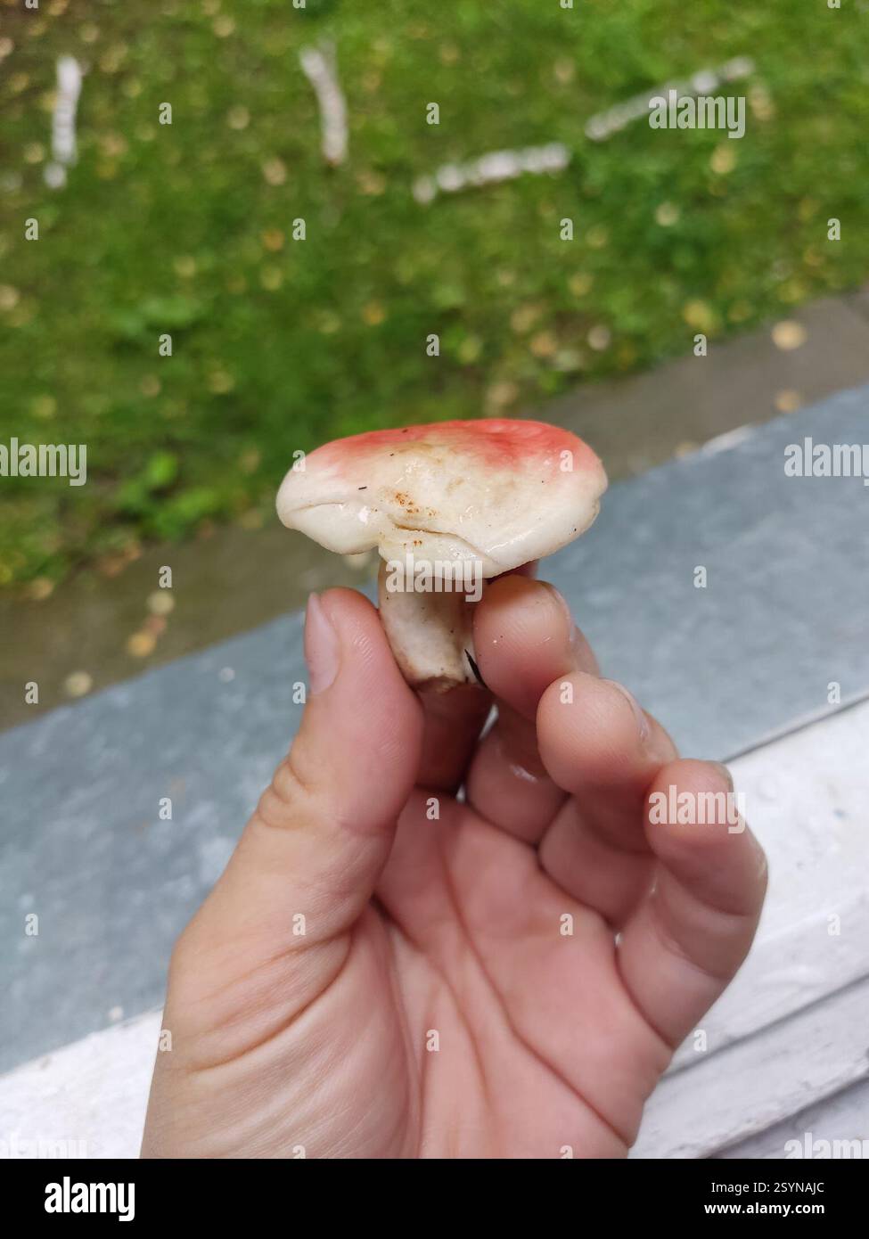 The Flirt (Russula vesca), Fungi, Новосибирская обл., Россия, 630090 ...