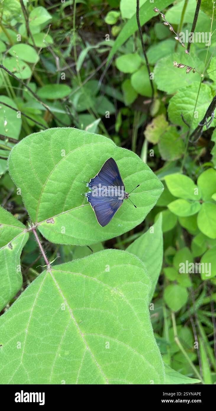 Common Guava Blue (Virachola isocrates), Insecta, Khedbrahma ...