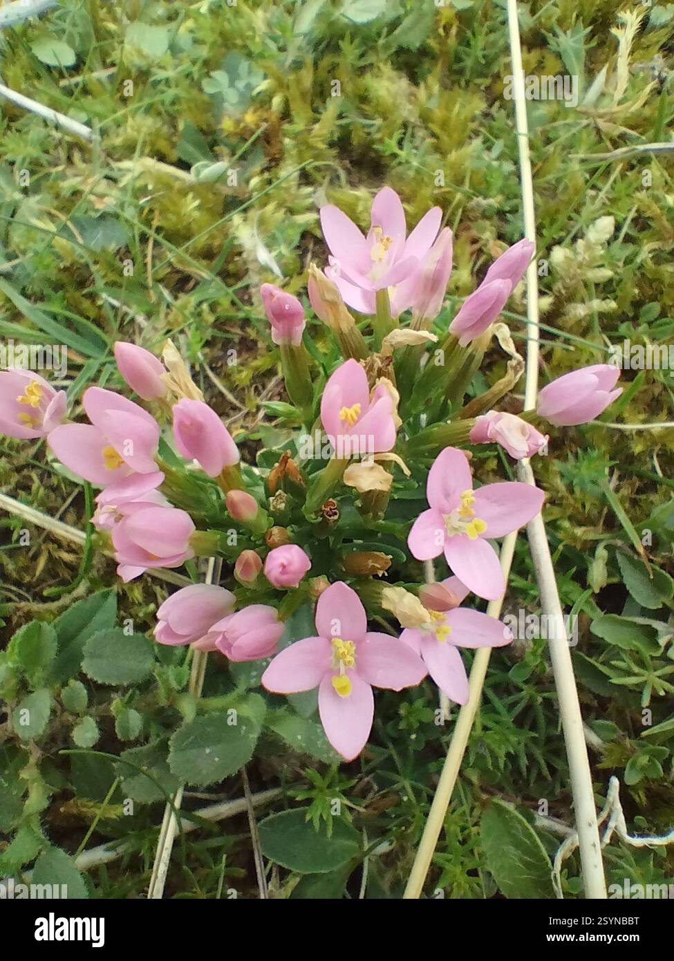 Centauries (Centaurium), Plantae, Dyffryn Ardudwy LL44 2HA, UK Stock ...