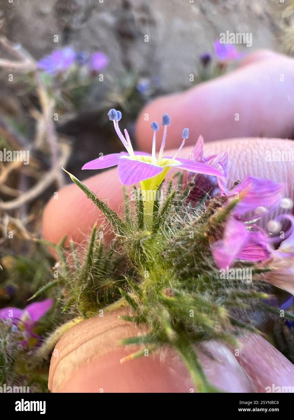 Hooked Pincushionplant (Navarretia hamata), Plantae, Daley Ranch ...