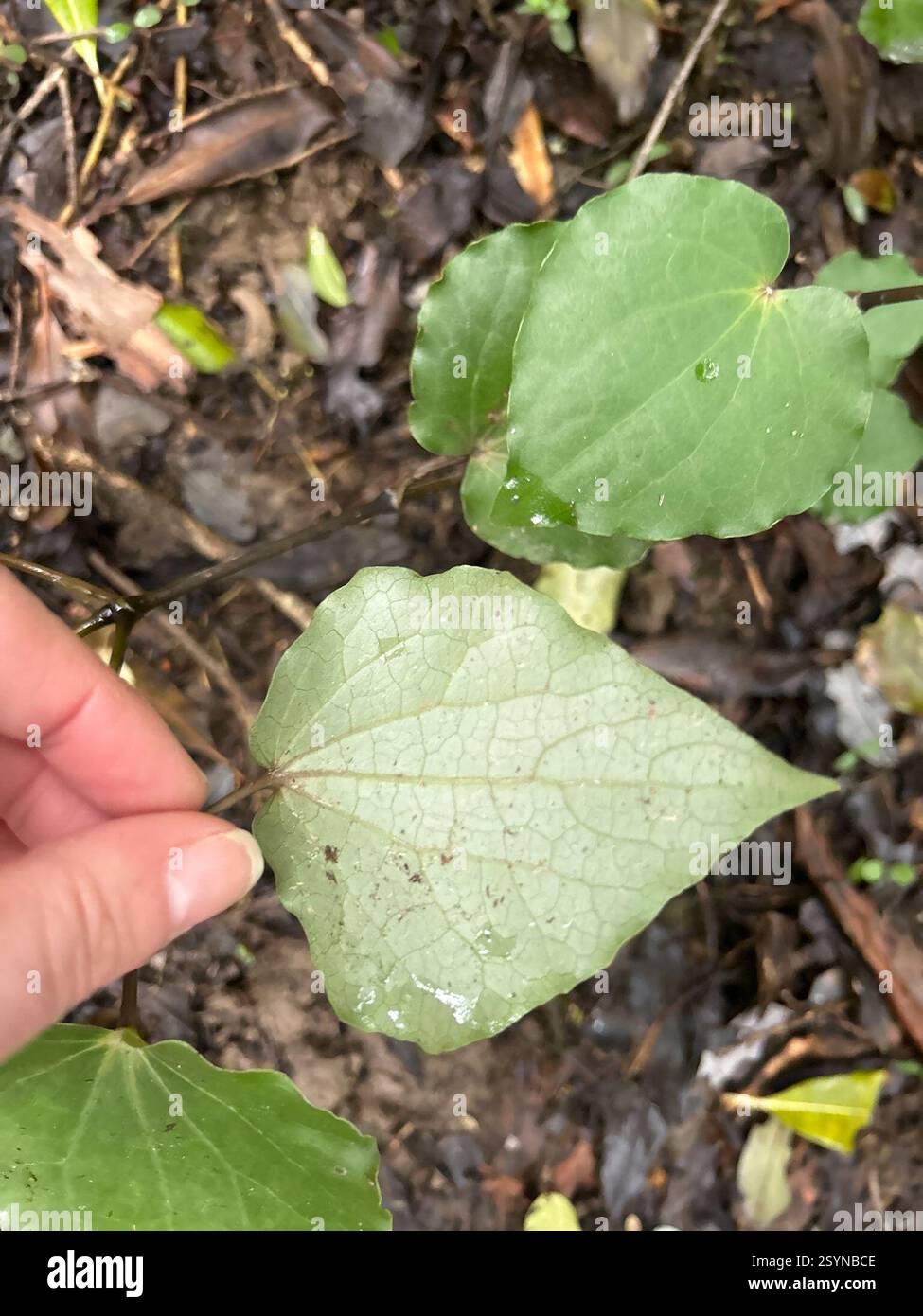 Kawakawa piper excelsum hi-res stock photography and images - Alamy