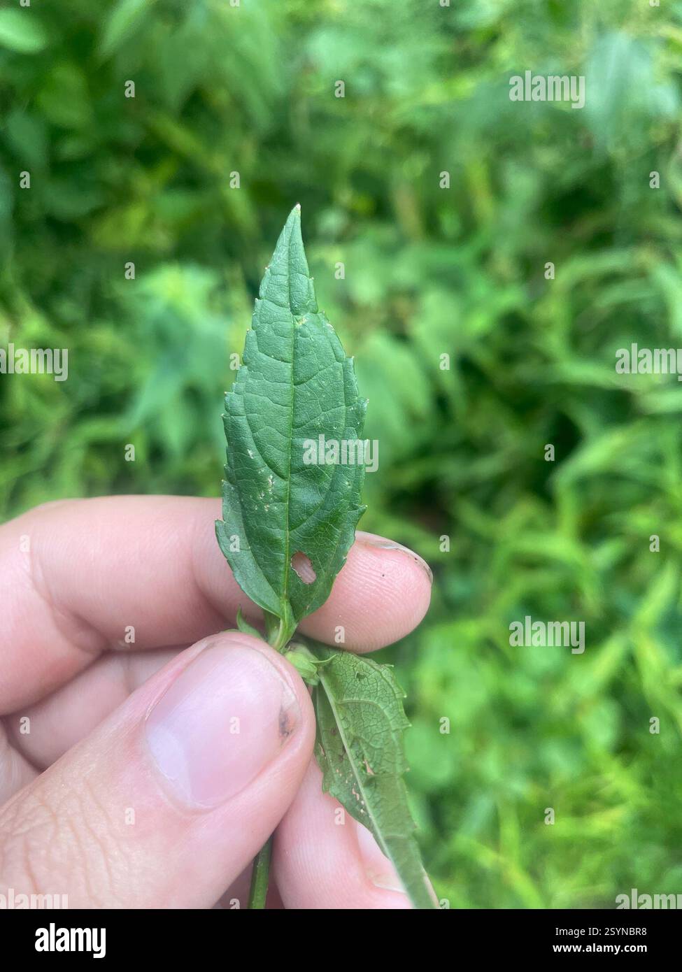 smooth hedgenettle (Stachys tenuifolia), Plantae, North Carolina, US ...