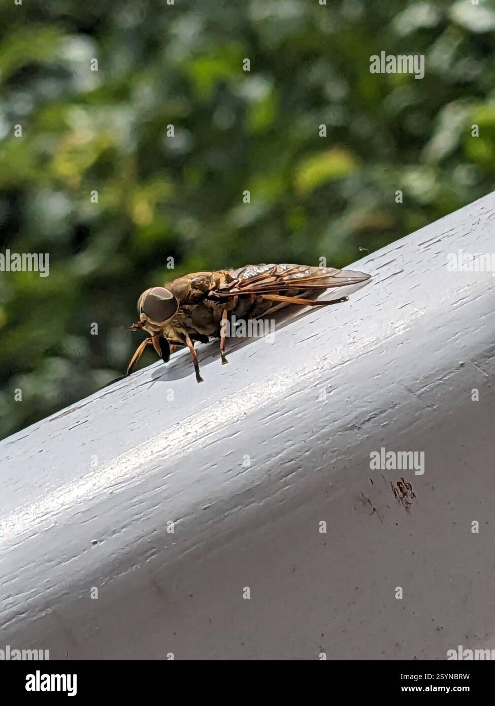 Band-eyed Brown Horse Fly (Tabanus bromius), Insecta, Saint-Léger ...