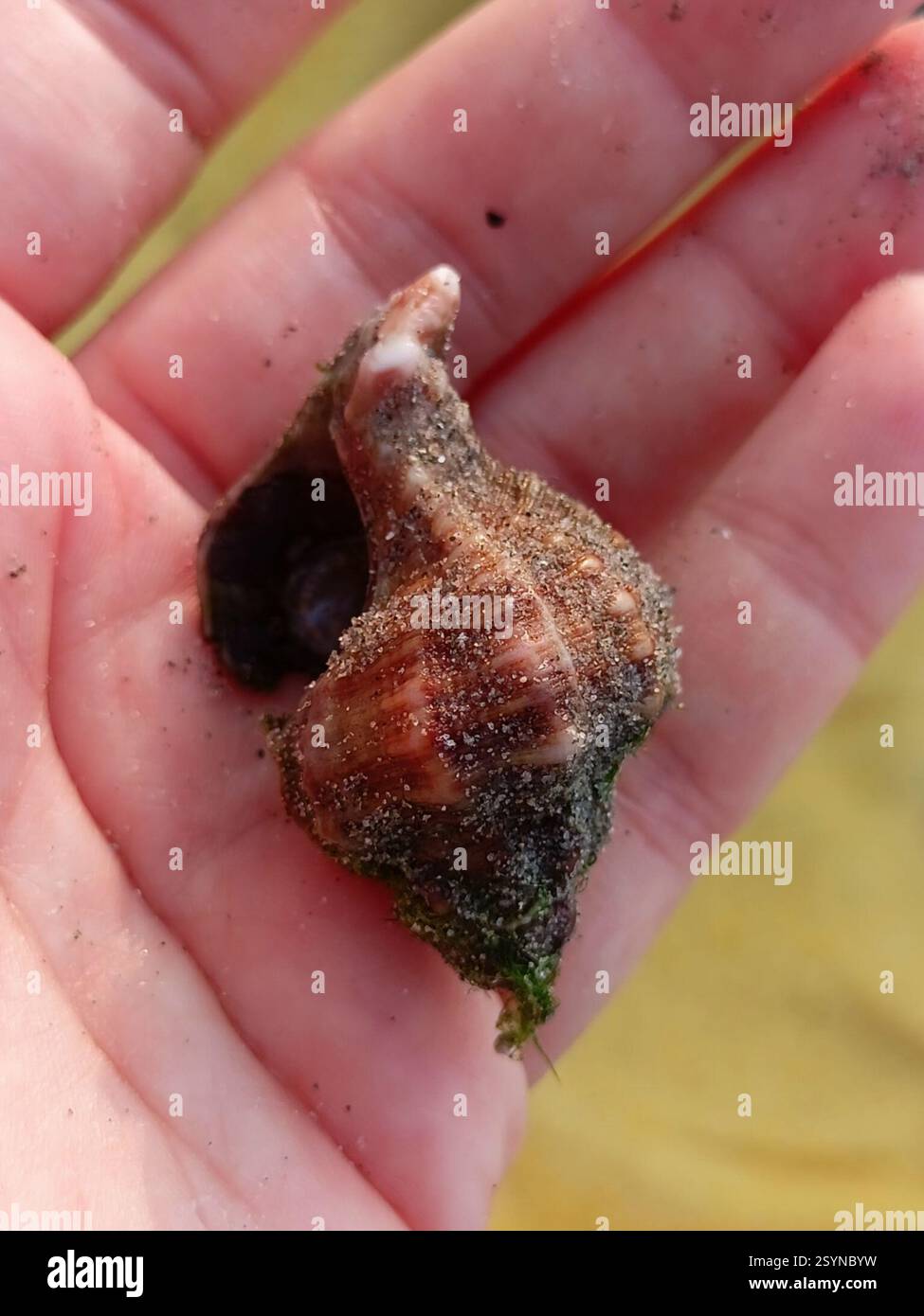 Banded Dye-murex (Hexaplex trunculus), Mollusca, 38 Casa Anep, 47814 ...