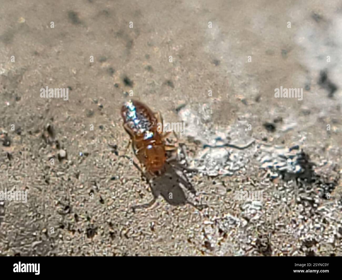 Booklice liposcelis hi-res stock photography and images - Alamy