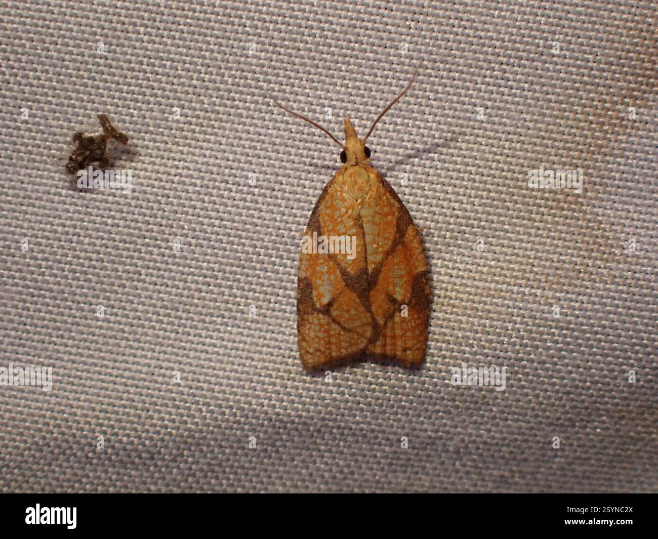 Reticulated fruitworm moth hi-res stock photography and images - Alamy