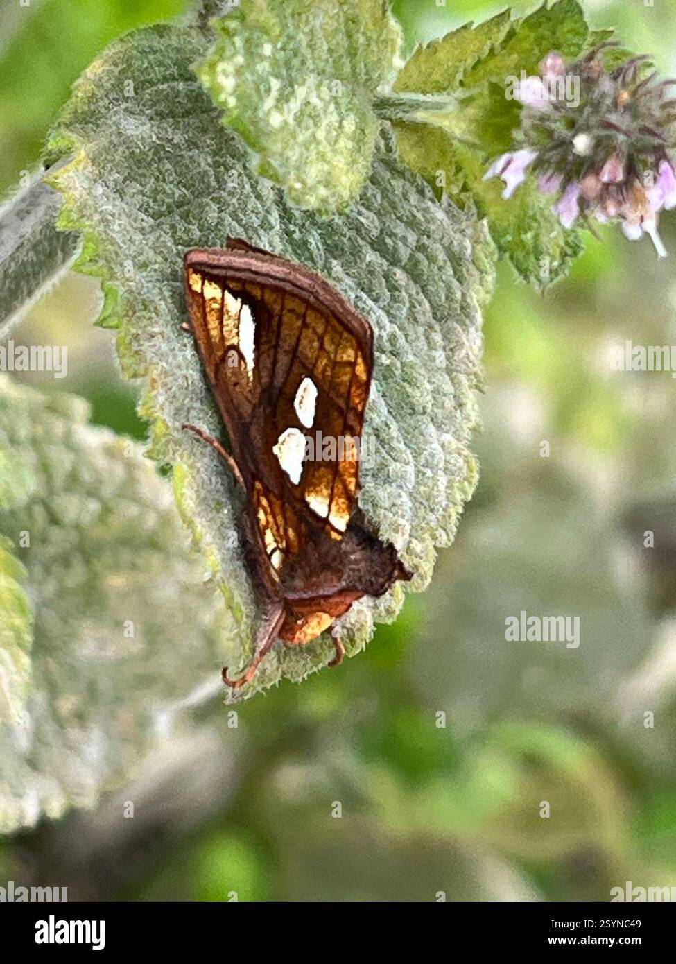 Gold Spot (Plusia festucae), Insecta, Killeen Castle - Golf Club ...