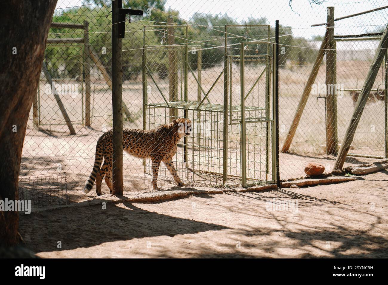 Wild cat Cheetah in one of Namibian nature reserves before feeding ...