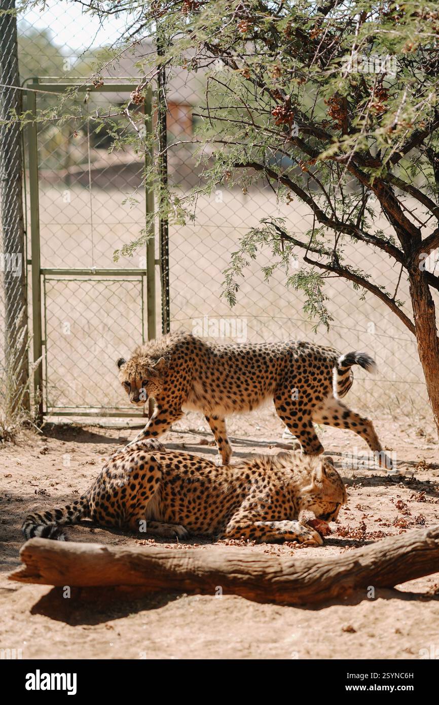 One cheetah takes a piece of meat from another, the story in a few ...