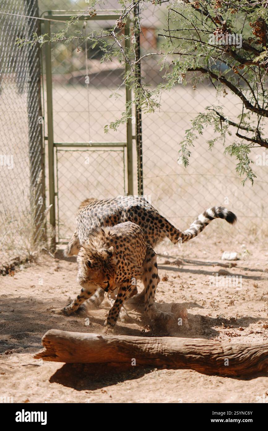 One cheetah takes a piece of meat from another, the story in a few ...