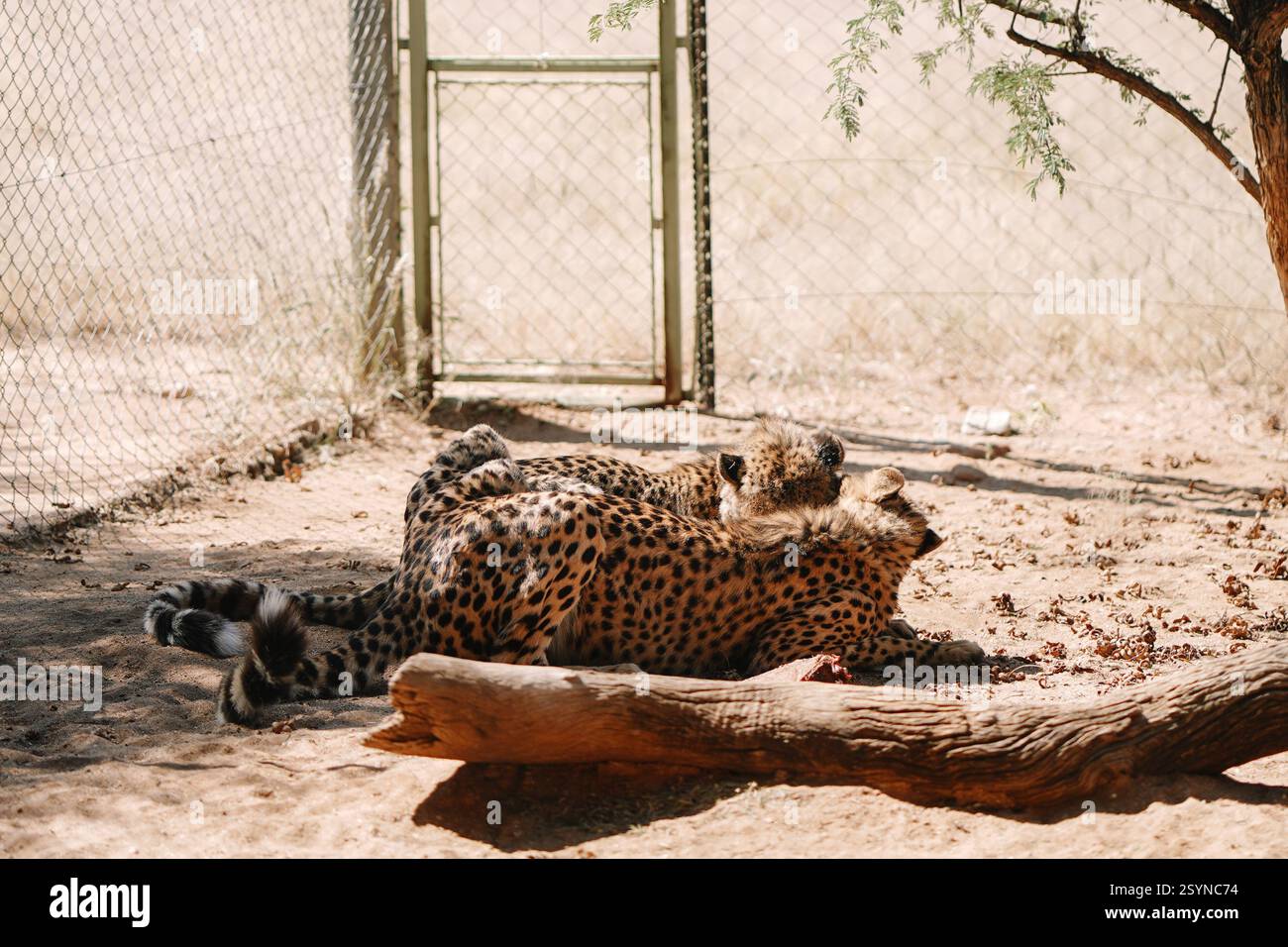 One cheetah takes a piece of meat from another, the story in a few ...