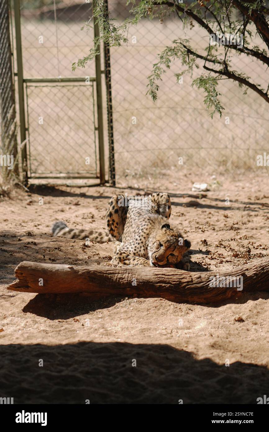 Wild cat Cheetah feeding in one of african nature reserves in Namibia ...