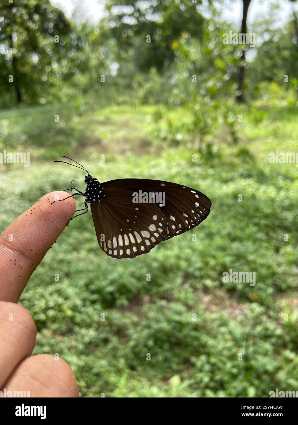 Common Crow Butterfly (Euploea core), Insecta, Dolvan, Tapi, GJ, IN ...