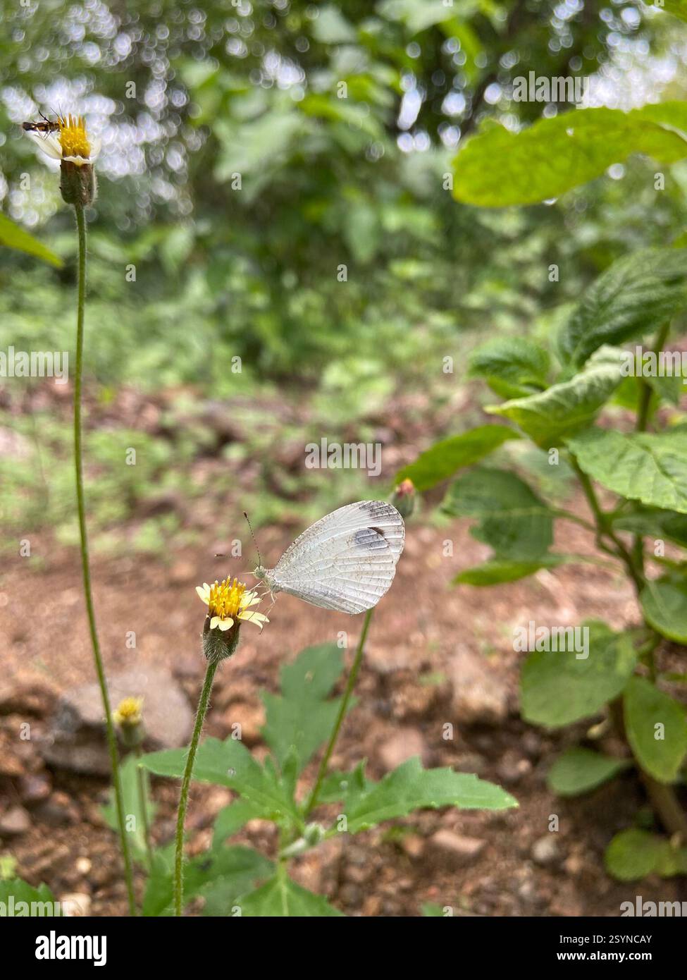 Psyche (Leptosia nina), Insecta, Dolvan, Tapi, GJ, IN Stock Photo - Alamy