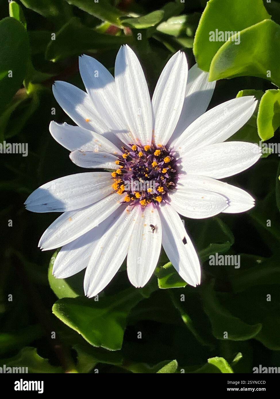 trailing African daisy (Dimorphotheca fruticosa), Plantae, Overberg, ZA ...