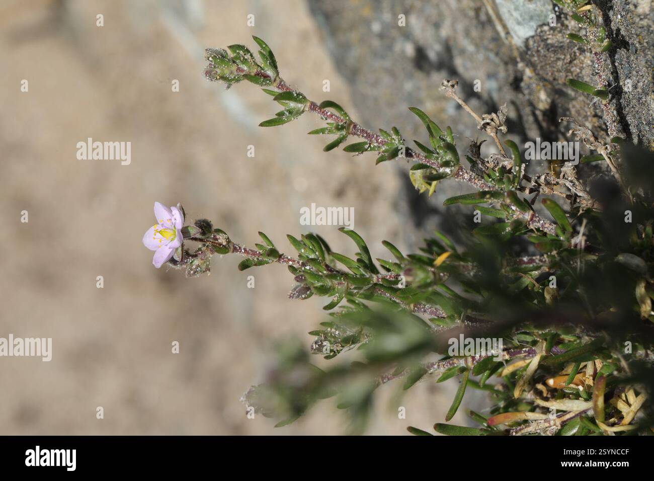 Rock Sea-spurrey (Spergularia rupicola), Plantae, Porth Dafarch, Lon ...