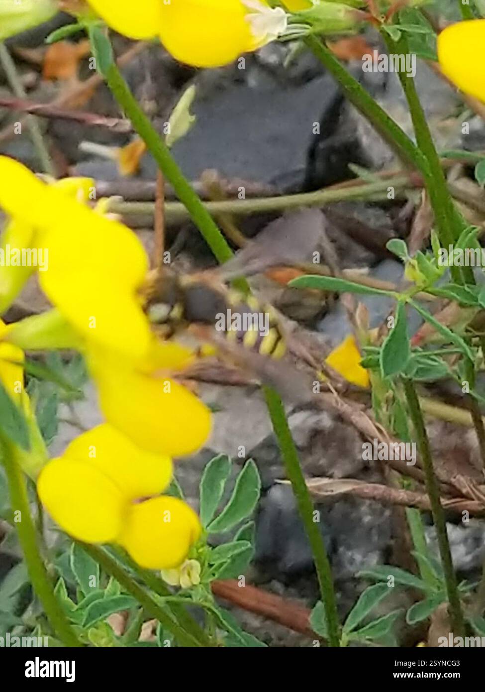 Oblong Woolcarder Bee (Anthidium oblongatum), Insecta, South Side ...