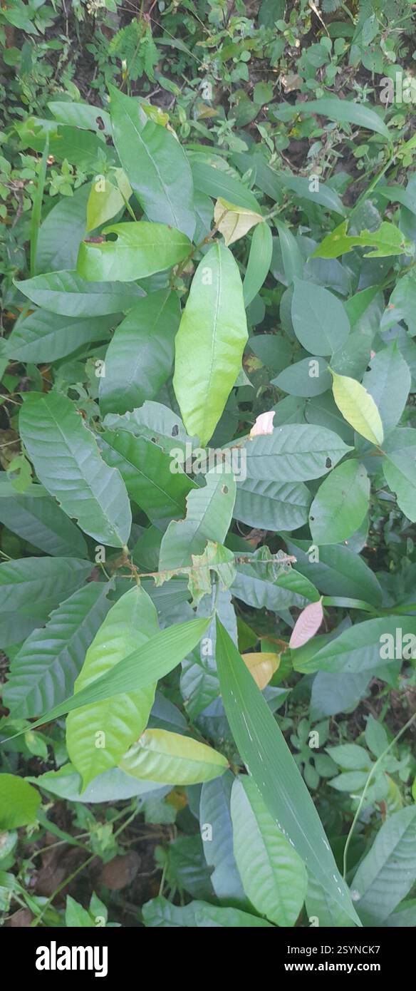 Vateria hi-res stock photography and images - Alamy