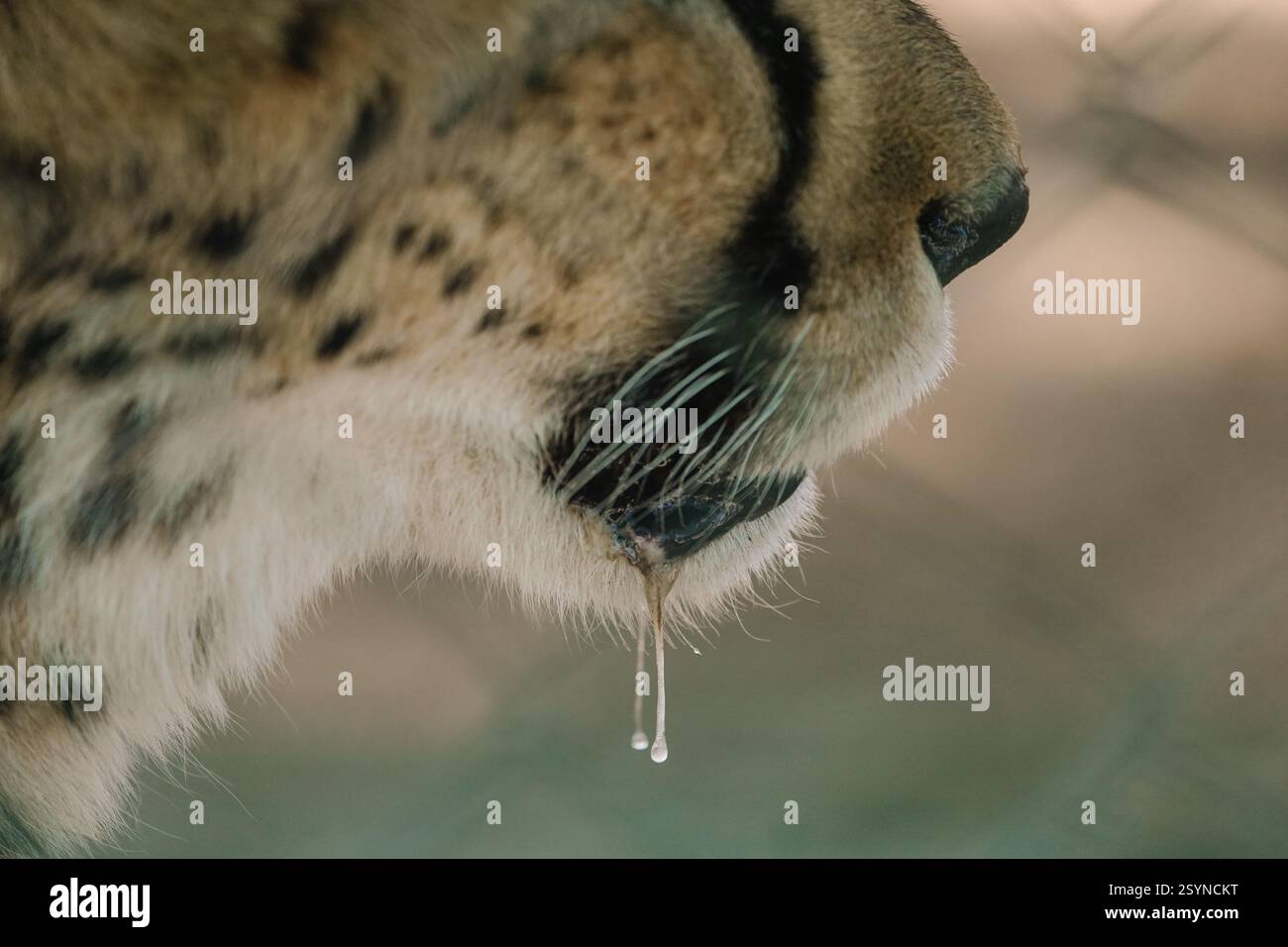 Lower part of the head of the cheat, drooling, hanging down in one of ...