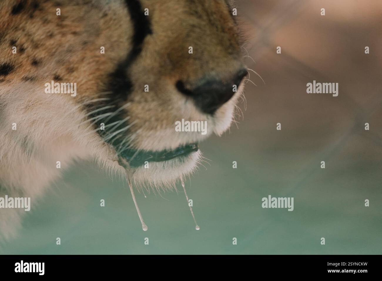Lower part of the head of the cheetah, drooling, hanging down in one of ...