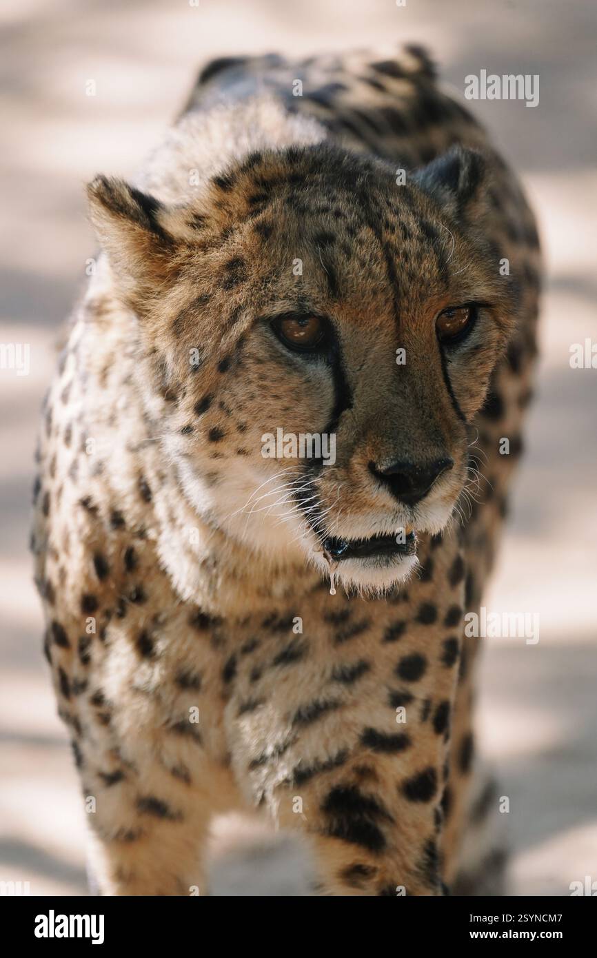 Wild cat Cheetah close up in one of Namibian nature reserves before ...