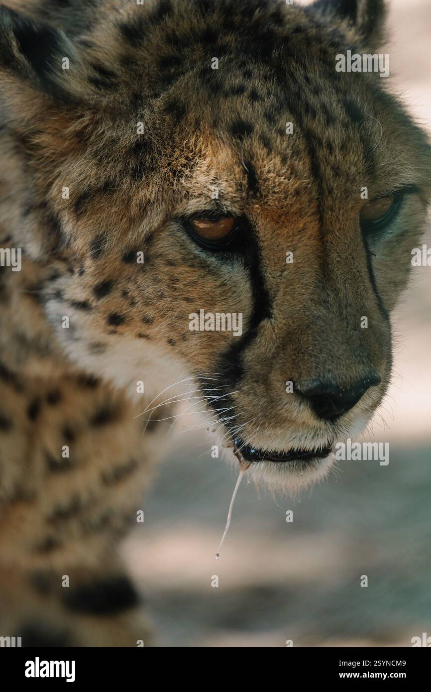 Wild cat Cheetah close up in one of Namibian nature reserves before ...