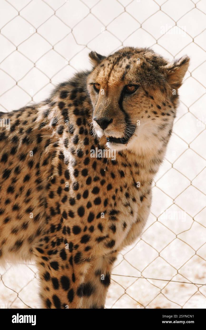 Wild cat Cheetah close up in one of Namibian nature reserves before ...