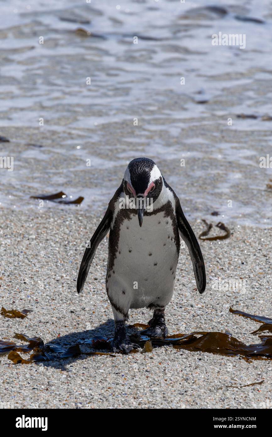 Sad South African penguin has come out of water and walking along the ...