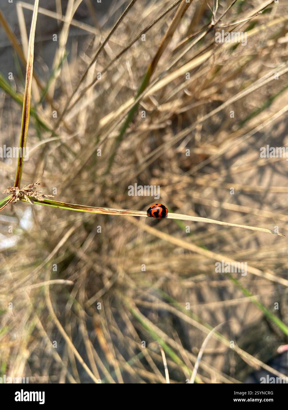 Small Transverse Ladybird Beetle (Coccinella transversalis), Insecta ...