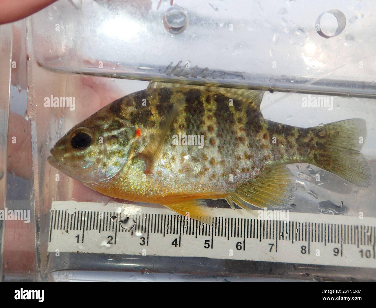 Pumpkinseed (Lepomis gibbosus), Actinopterygii, Lobstick Island, Rainy ...